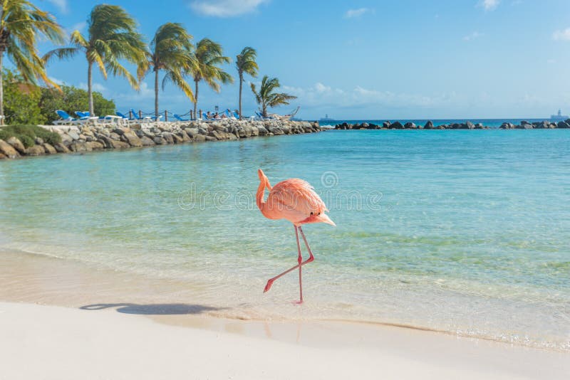 Drei Flamingos Auf Dem Strand Stockfoto - Bild von vogel, exotisch ...