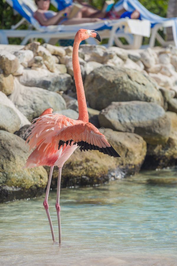 Flamingo Auf Dem Strand Aruba-Insel Stockfoto - Bild von mehrfach, fuß ...