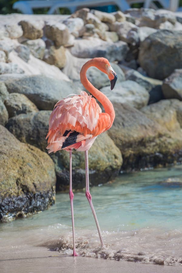 Flamingo Auf Dem Strand Aruba-Insel Stockfoto - Bild von mehrfach, fuß ...