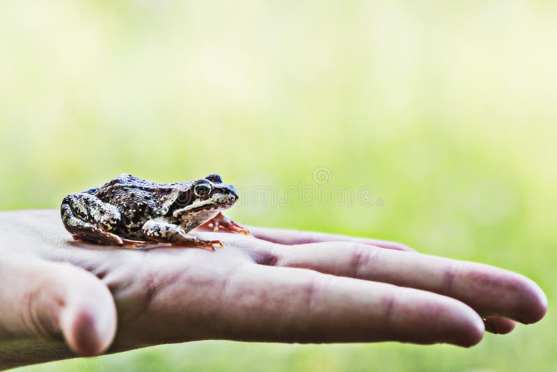 Ein Frosch Auf Der Hand Eines Kindes Stockbild - Bild von grün, neugier ...