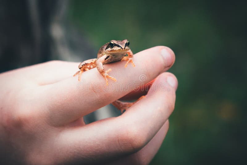 Ein Frosch Auf Der Hand Eines Kindes Stockfoto - Bild von frech, glück ...