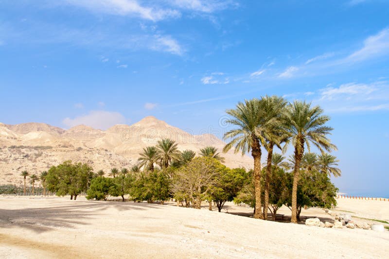 Ein Gedi Oase in Dem Toten Meer Israel Stockfoto - Bild von oase, relax ...