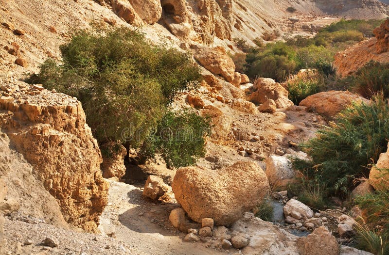 Ein Gedi National Park. Israel Stock Photo - Image of park, landscape ...