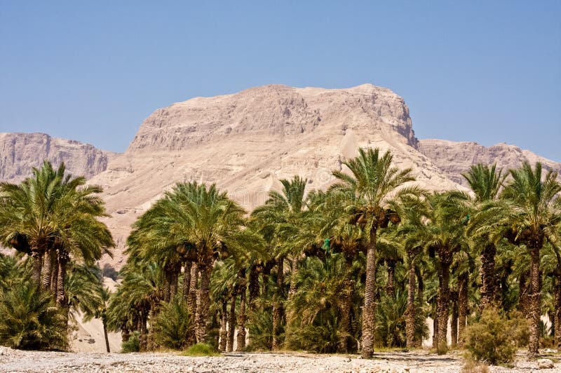 Ein Gedi Nature Reserve stock image. Image of israel - 26012779
