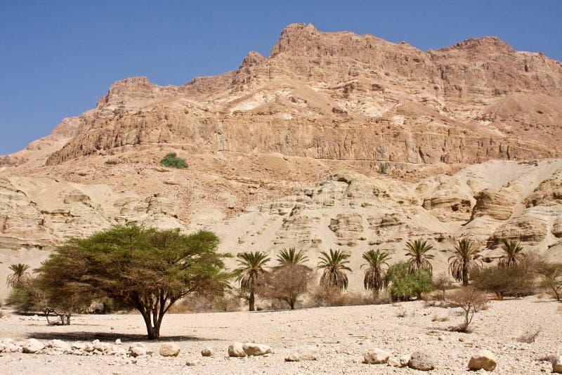 Ein Gedi Nature Reserve stock image. Image of israel - 26012779