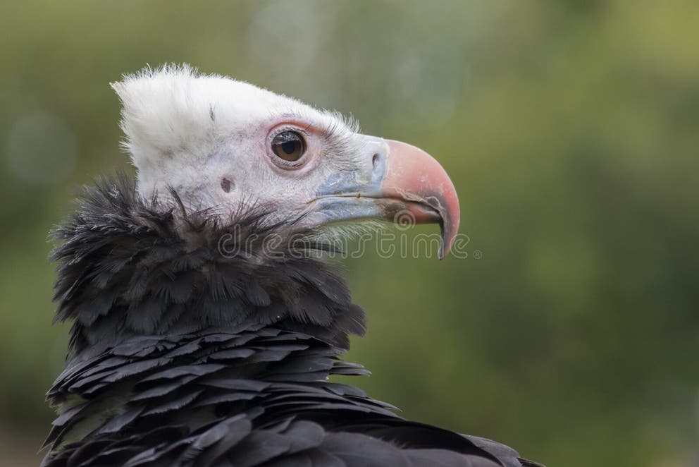 Ein Geier stockbild. Bild von gekräuselt, angespannt - 98395955