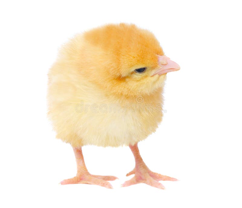 Gelbe Hühnerei Auf Transparentem Hintergrund, Png Stockfoto - Bild von ...