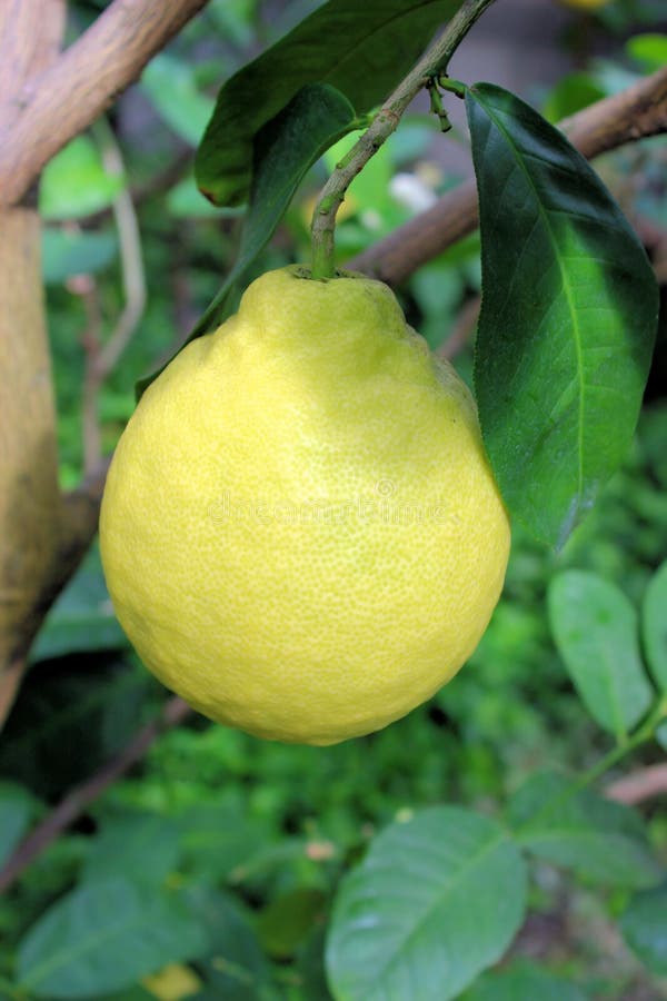 Reife Zitronen, Die an Einem Baum in Griechenland Hängen Stockbild ...