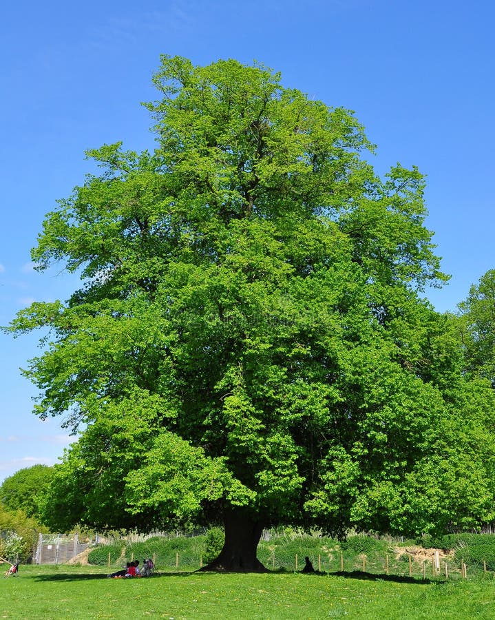Ein Großer Eichenbaum in Der Frontseite Ein Blauer Himmel Stockbild ...