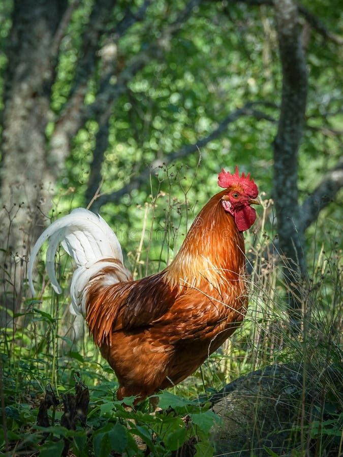 Stolzer Hahn Stock-Fotos - Laden Sie 170 Royalty-Free Fotos herunter