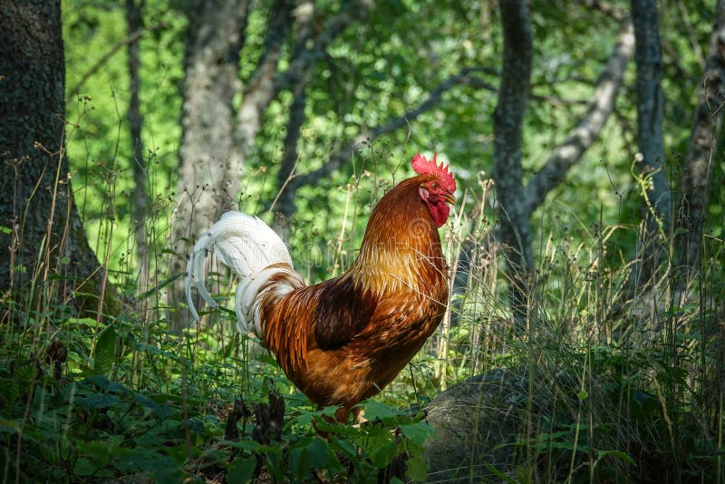 Stolzer Hahn Stock-Fotos - Laden Sie 170 Royalty-Free Fotos herunter