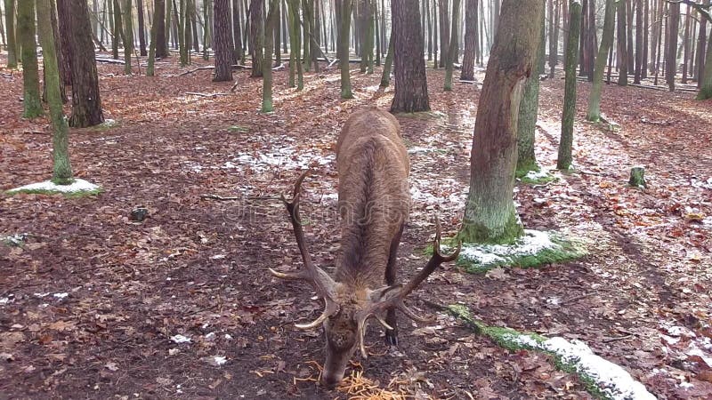 Weibliches Rotwild Wird Eingezogen Stock Footage - Video von essen ...