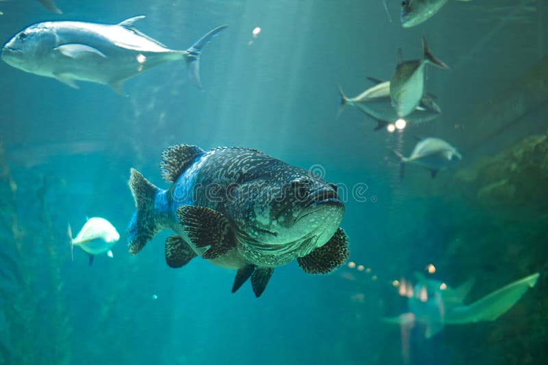 Hässliche Fische stockbild. Bild von raub, hinterhalt - 3396091