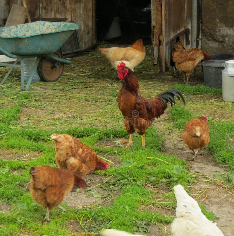 Ein Hahn Mit Farbigen Federn Auf Einer Glaswand Im Dorf Stockbild ...