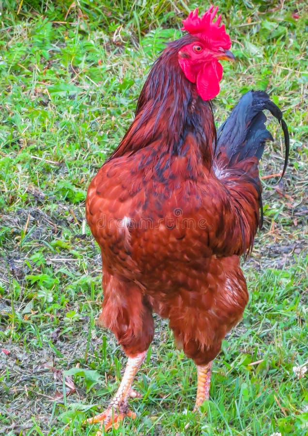 Ein Hahn Mit Farbigen Federn Auf Einer Glaswand Im Dorf Stockbild ...