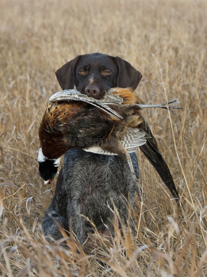 Ein Jagd-Hund Mit Einem Fasan Stockfoto - Bild von vogel, sitzung: 36705086