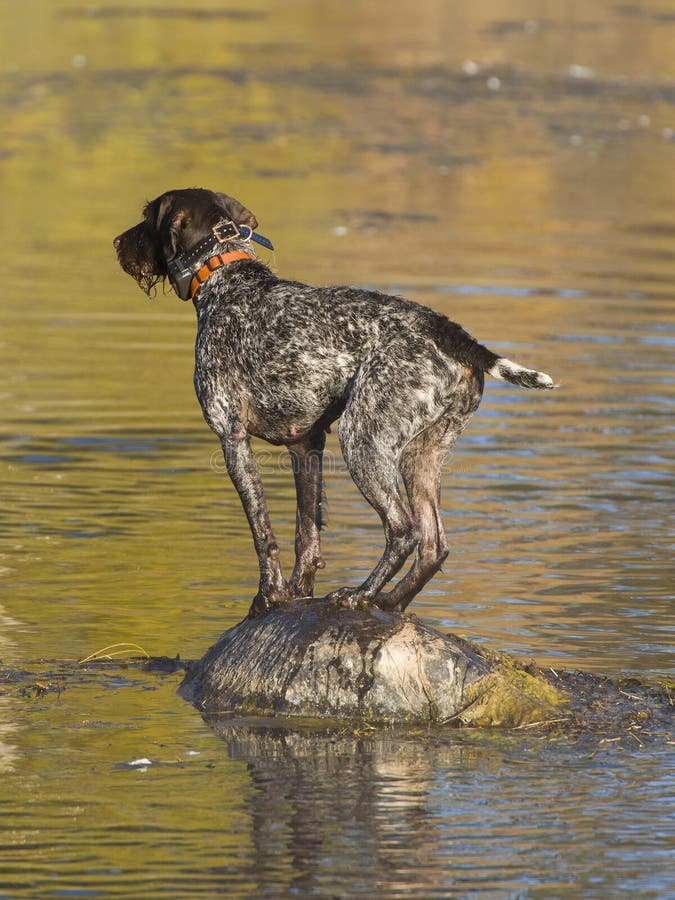 Ein Jagdhund stockbild. Bild von felsen, deutsch, ente - 81095323