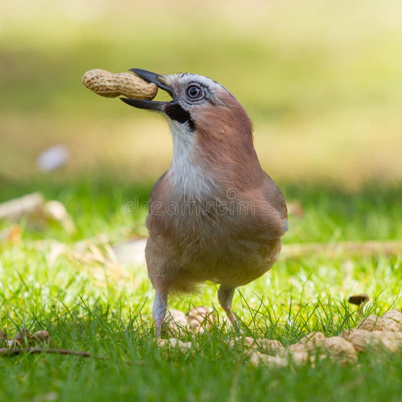 Ein Jay-Vogel (Garrulus Glandarius) Stockbild - Bild von strahl, fauna ...
