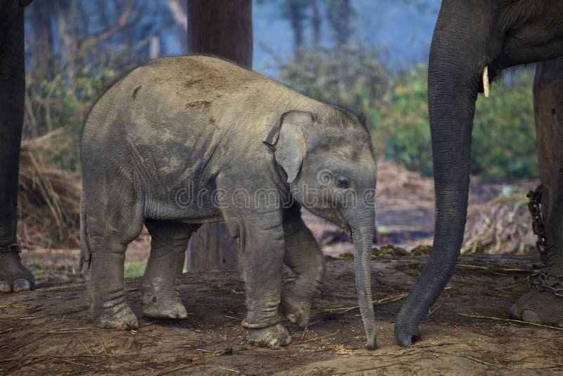 Ein Junger Indischer Elefant Stockbild - Bild von eingebürgert, indisch ...