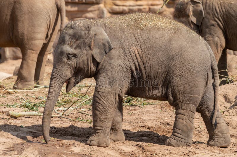 Indischer Elefant (Elephas Maximus Indicus) Stockbild - Bild von leben ...
