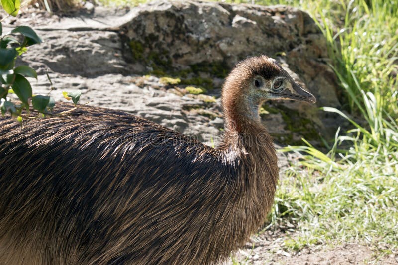 Ein junger Kasuar stockfoto. Bild von australien, schwarzes - 142736458