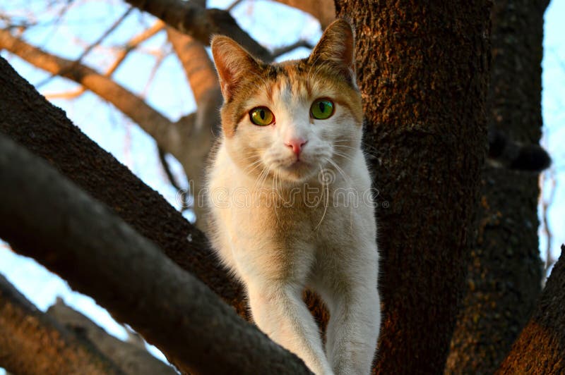Ein Kaliko Cat Looks an Der Kamera Von Einem Baum Stockbild - Bild von ...