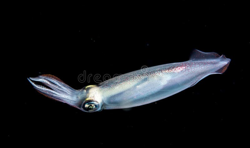 Ein Kalmar Nachts Im Gulfsteram Stockbild - Bild von pazifisch, kalmar ...