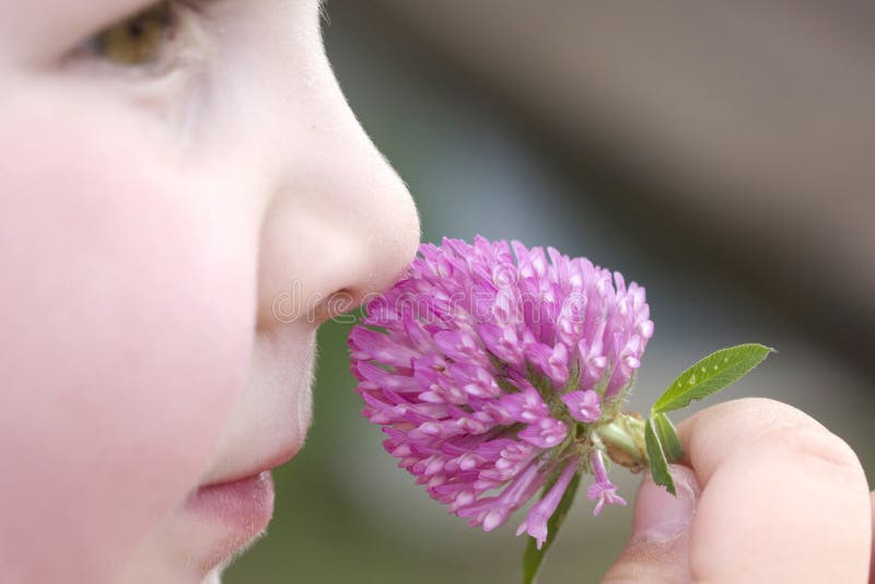 Ein Kind mit Klee stockbild. Bild von finger, hand, riechen - 5680167