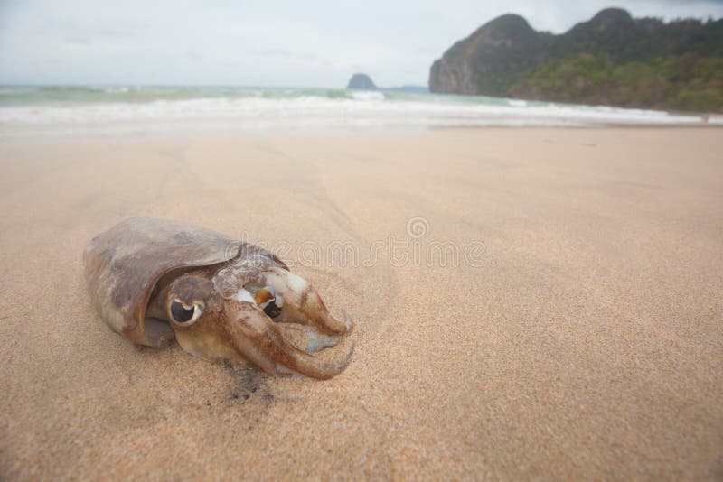 Fischerboot Des Kleinen Kalmars Auf Strand Stockfoto - Bild von ...