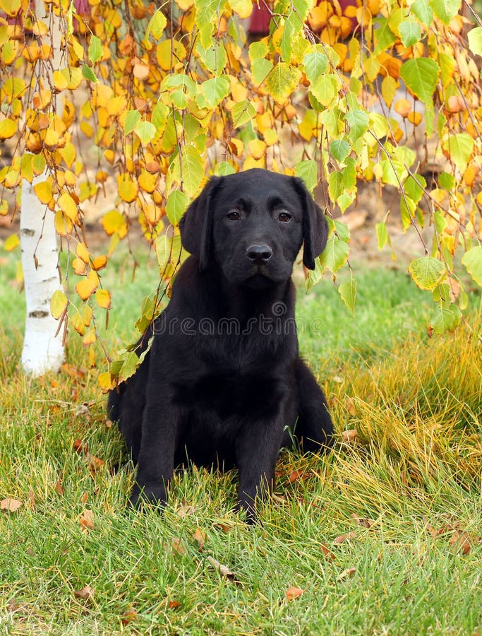 Der Kleine Nette Schwarze Labrador-Welpe Im Herbst Stockbild - Bild von ...