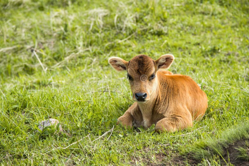 Ein Kleines Kalb Liegt Auf Einer Wiese Stockbild - Bild von braun ...