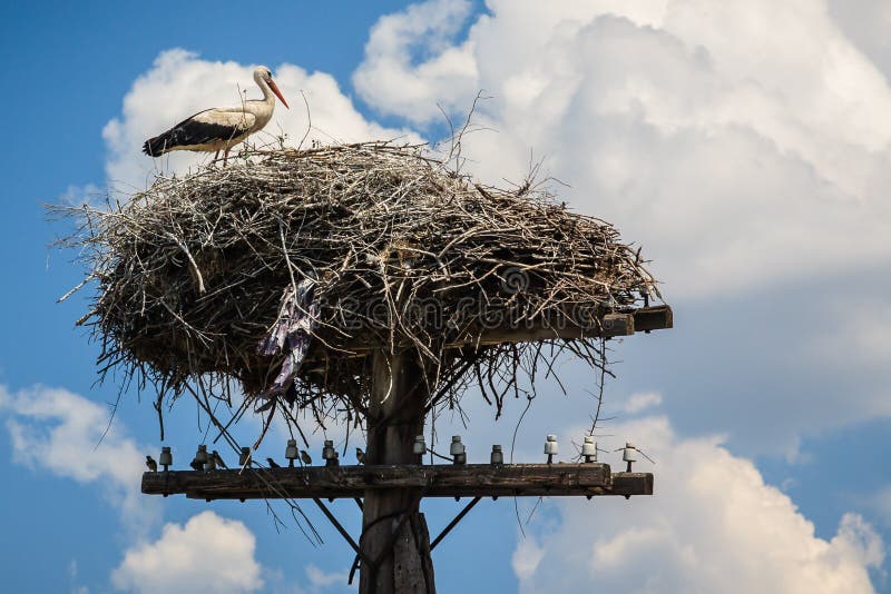 Ein Kran in seinem Nest stockbild. Bild von schnabel - 32075847