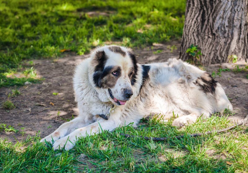 Sehr alter Hund stockfoto. Bild von hund, bart, erwachsener - 16238888