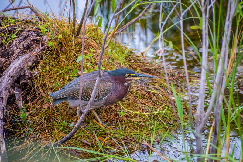 Ein Seltener Vogel Im Everglades-Nationalpark, USA Stockbild - Bild von ... Ein Seltener Vogel Im Everglades-Nationalpark, USA Stockbild - Bild von ...