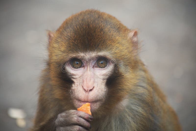 Der Kleine Affe Isst Eine Karotte Stockfoto - Bild von nahrung ...