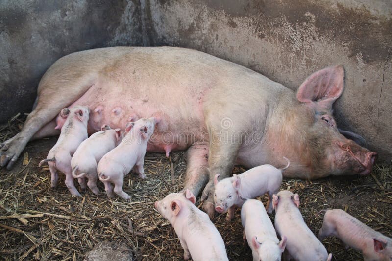 Mutterschwein Und Ihre Ferkel Stockfoto - Bild von tiere, ferkel: 84736264