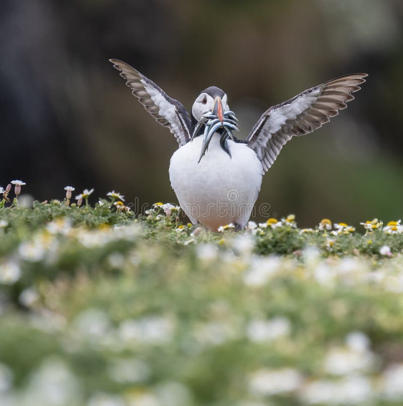 Papageientaucher Mit Fischen Im Schnabel Stockbild - Bild von flugwesen ... Papageientaucher Mit Fischen Im Schnabel Stockbild - Bild von flugwesen ...