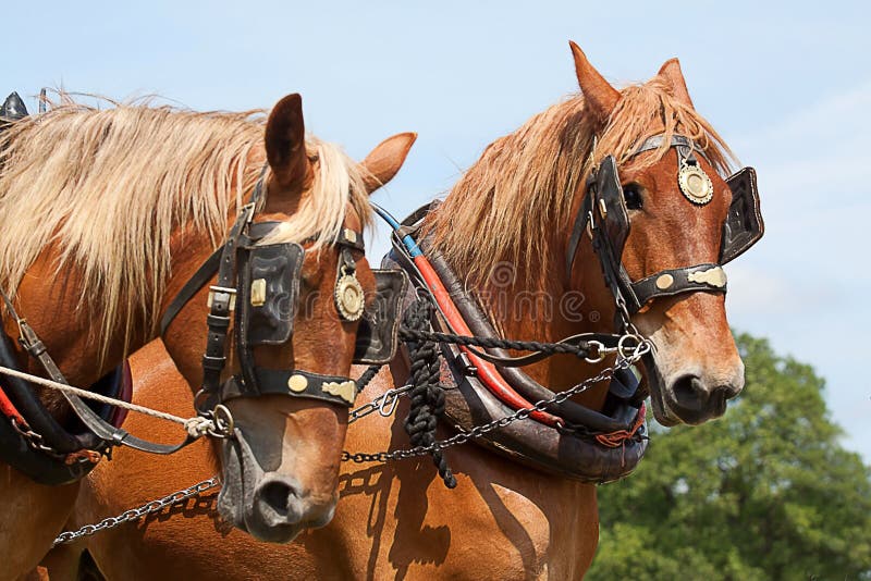 Arbeitspferde. stockfoto. Bild von pflug, tradition, masse - 35475342