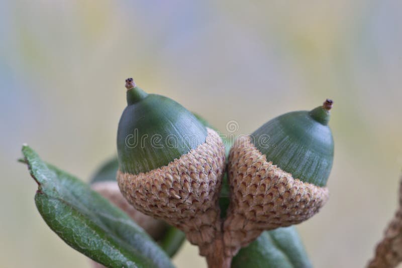 Zwei Eicheln Auf Eichenblatt Stockfoto - Bild von saisonal, symbolisch ...