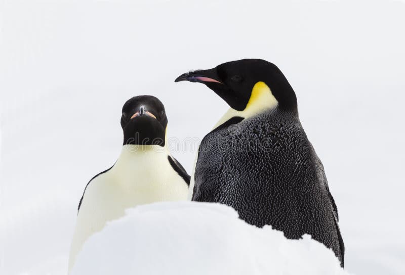 Kaiser-Pinguine (Aptenodytes Forsteri) Stockfoto - Bild von arktisch ...