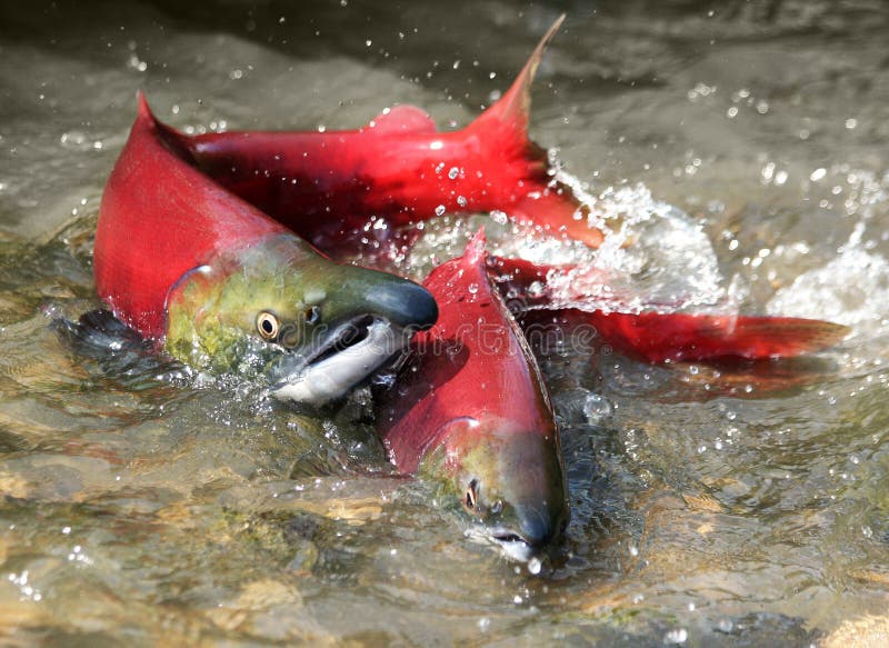 Ein paar rote Lachse stockbild. Bild von bewegung, lachse - 8971045