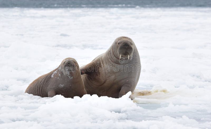 Paare Von Walrossen Auf Dem Eis - Arktis, Spitzbergen Stockbild - Bild ...
