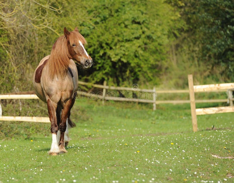 Ein Pferd, Das Auf Dem Gebiet Steht Stockbild - Bild von pony, springen ...