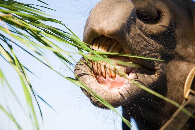 Ein Pferd, das Gras isst stockfoto. Bild von essen, zufuhr - 9722906