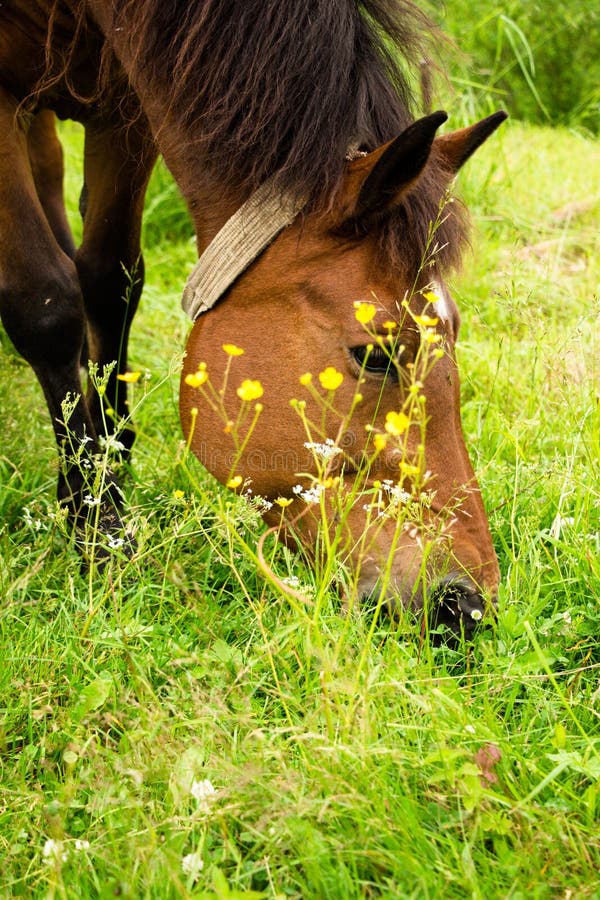 Ein Pferd Isst Gras Auf Einer Wiese Stockfoto - Bild von park, essen ...