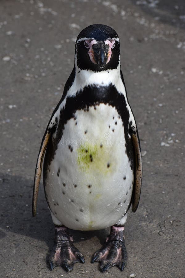 Pinguin Drei Stockfotos und Bilder - Laden Sie 146 lizenzfreie Fotos ...