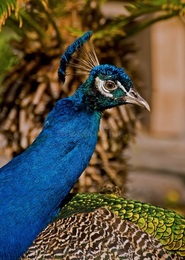 Ein Portrait eines Pfaus stockfoto. Bild von tageszeit - 7384892