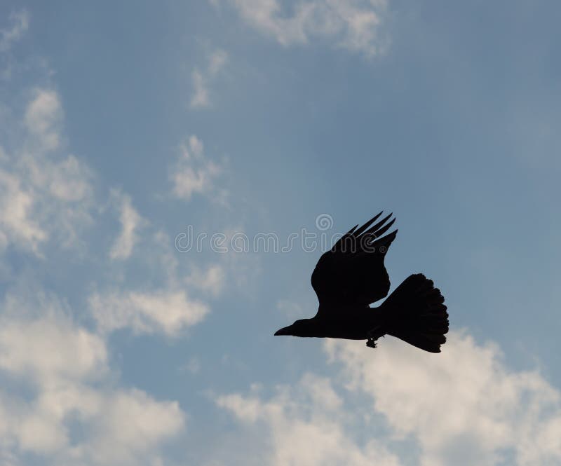 Ein Rabe im Flug stockbild. Bild von vogel, nave, hintergrund - 44901245