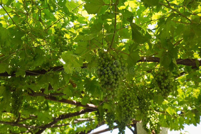 Ein Rebbaum mit Trauben stockbild. Bild von wein, griechisch - 57262593