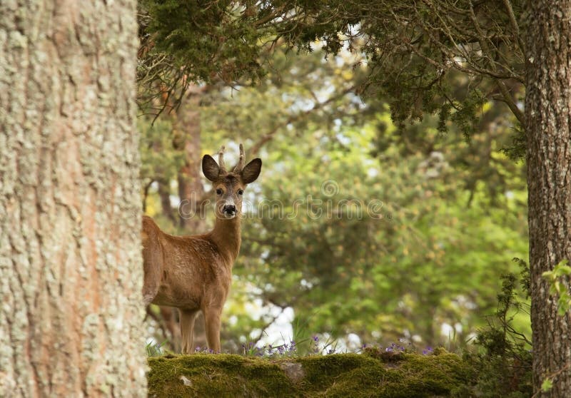 Ein Reh stockbild. Bild von land, augen, mann, säugetier - 61136111